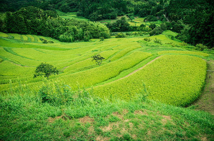 Satoyama – Kirai