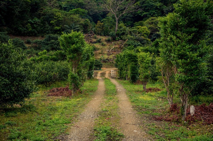 Ogimi – La aldea de los centenarios – Kirai